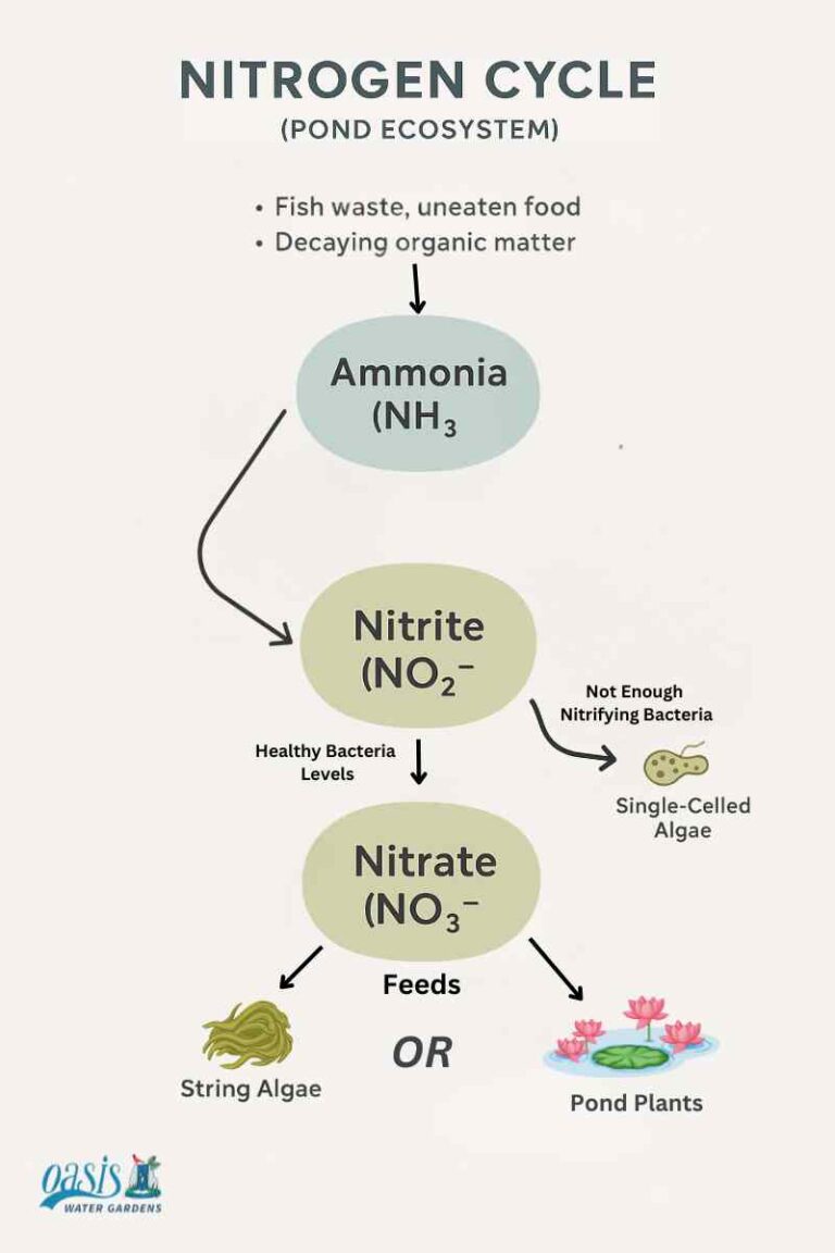 String Algae in Ponds: Causes, Nitrogen Cycle, and the Best Ways to Get ...