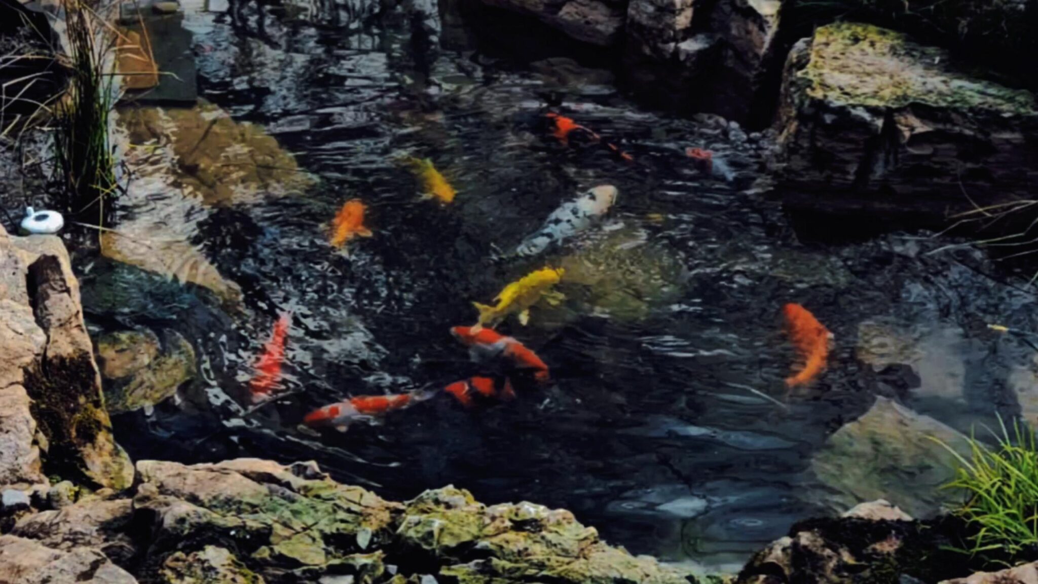 Spring Pond Preparation: Key Steps to Ensure a Thriving Ecosystem ...