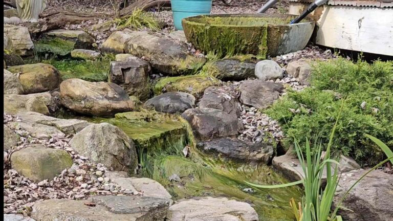 String Algae in Ponds: Causes, Nitrogen Cycle, and the Best Ways to Get ...