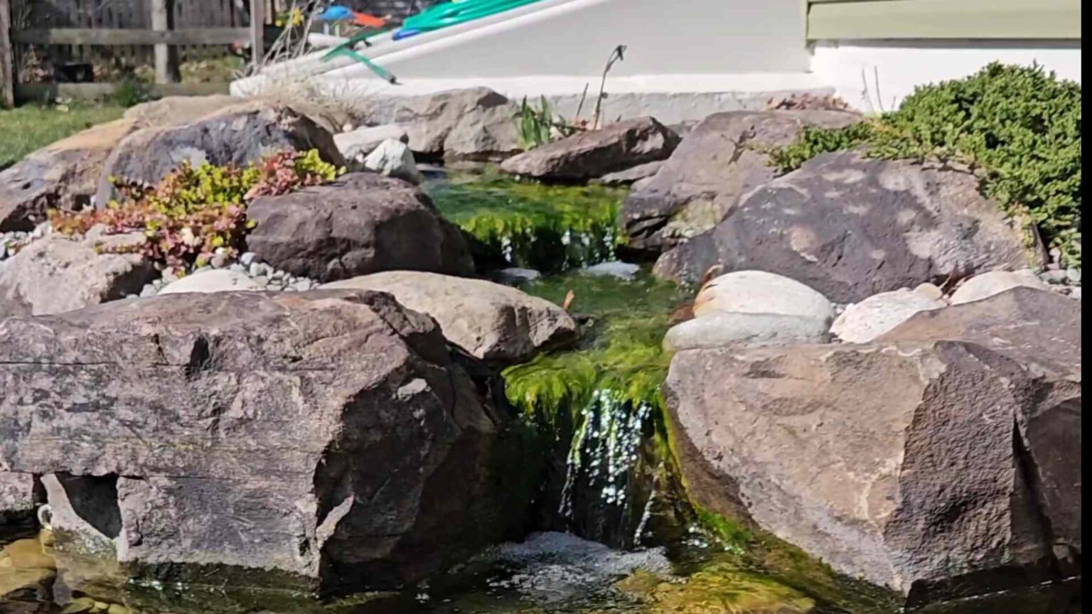String Algae in Ponds: Causes, Nitrogen Cycle, and the Best Ways to Get ...